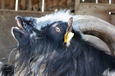 Why Do Goats Flap Their Tongues? - Goat Journal